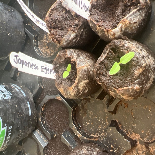 50 Ethiopian Kale Seeds, 50 Abyssinian Mustard Seeds, 50 African Kale ...