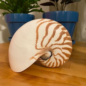 Rubber Ice Cap Miller Rubber Sundries Ice Cap 251 Oval - Etsy