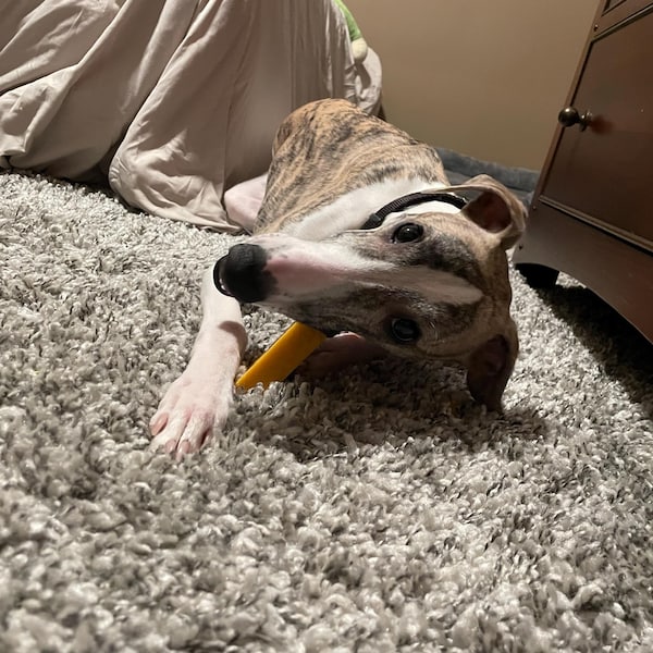 Stuffed Beef Gullet Sticks Dog Chews! Try Them! - Etsy