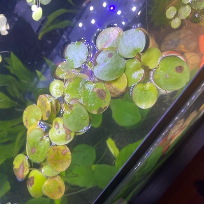 Floating Plant Package 1, Frogbit Dwarf Water Lettuce Water Spangles ...