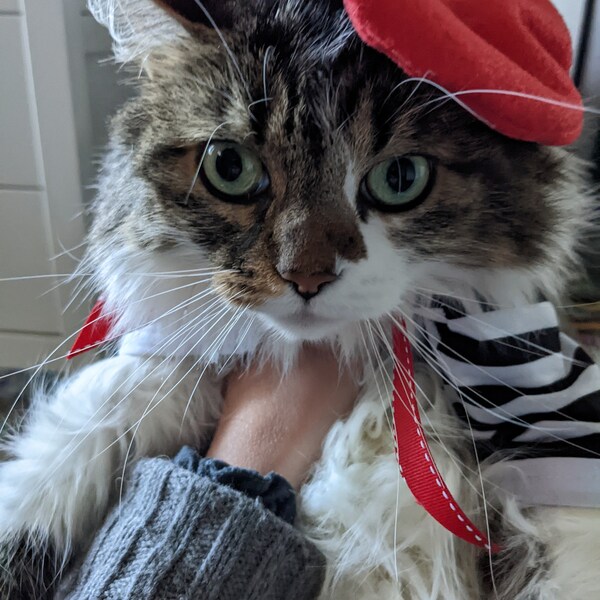 Complete French Cat Outfit Cat Beret, Ascot and Striped Shirt Pet ...