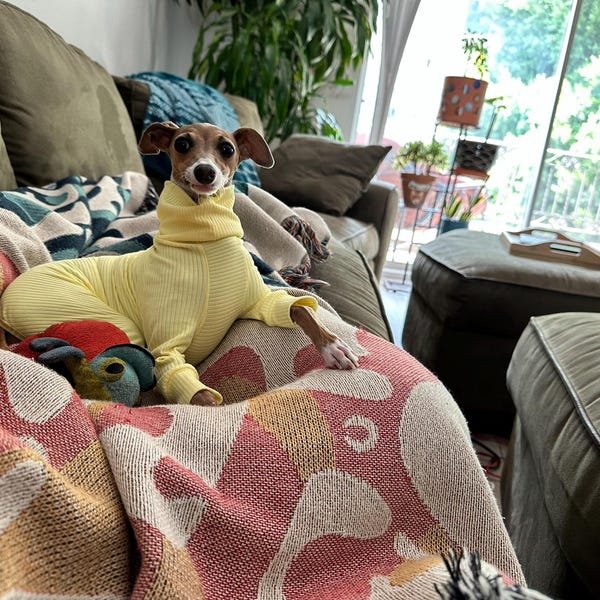 Italian Greyhound Rib Knit Pjs - Etsy