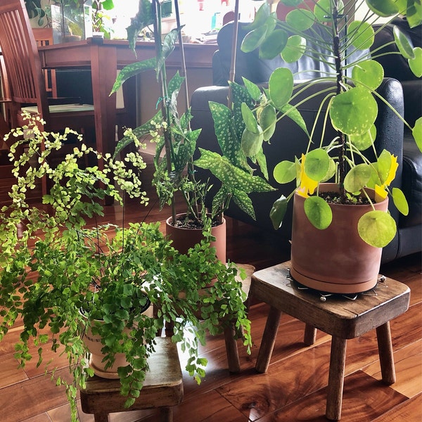 Rustic Wooden Plant Pot Stand Family - Etsy