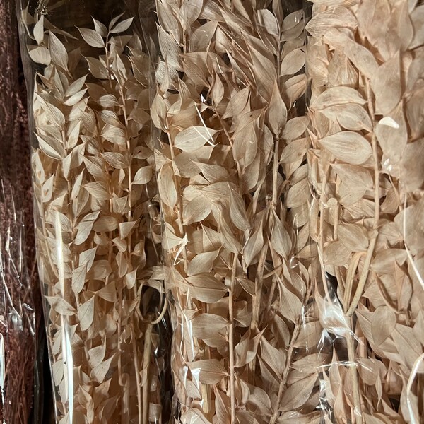 Preserved Blush Pink Ruscus Soft Preserved House Decorations DIY 18”-20 ...