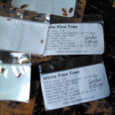 White Pine Tree Seeds Heirloom, Open Pollinated, Non GMO Grow Outdoors ...