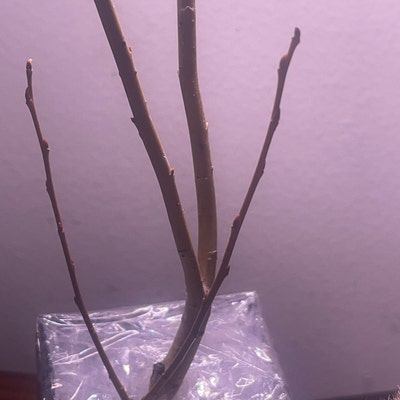 Treesagain Potted Pinyon Pine Tree Pinus Edulis 3 to 5 Inches - Etsy