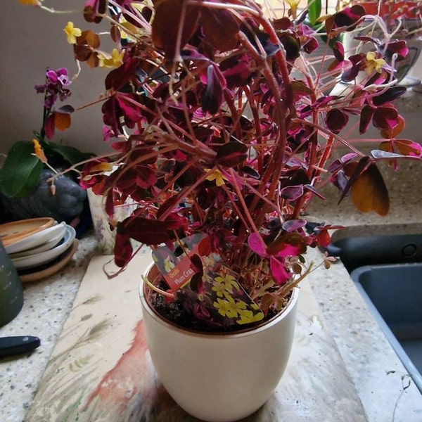 Money Tree (pachira Aquatica) | 30-50cm - Etsy UK