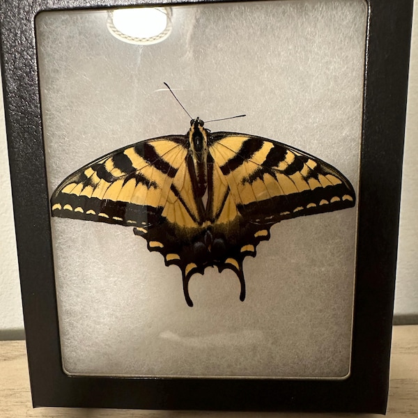 Riker Mount ONE Display Case Frame Shadow Box - Choose Size - Etsy