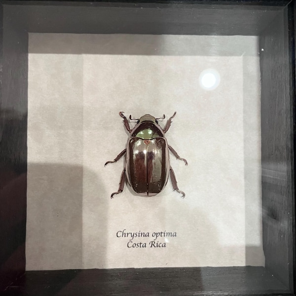 Rare Silver Jewel Beetle Framed Taxidermy - Chrysina Optima - Etsy