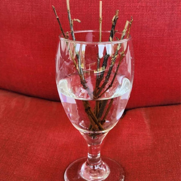 Pink Flamingo Cuttings Hakuro Nishiki Japanese Dappled Willow Tree ...