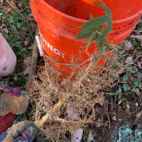 Red Margin Bamboo - Etsy