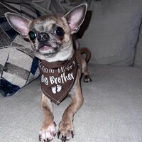 Pomsky or Select Different Breed Outline 1 1/4 Custom Pet Id Tag ...