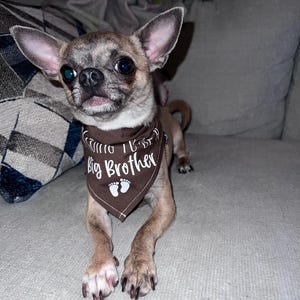 Pomsky or Select Different Breed Outline 1 1/4 Custom Pet Id Tag ...