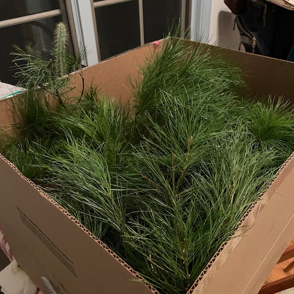 6+ Red Spruce Tree Seedlings From Maine - Etsy