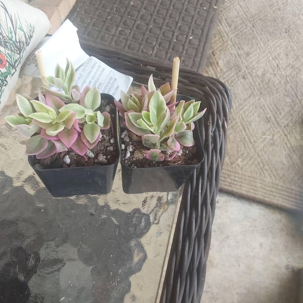Variegated Baby Sun Rose, Ice Plant, Pink Succulent, Rare Plant in 2 ...