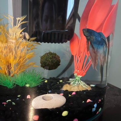 Floating Java Moss With Plant Anchor Live Aquarium Plant Terrarium ...