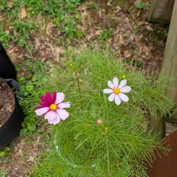 Picotee Cosmos Flower Seeds - Etsy