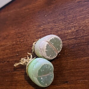 Live Limited Rare Lithops Olivacea C109 / Lithops Olivacea / Exotic ...