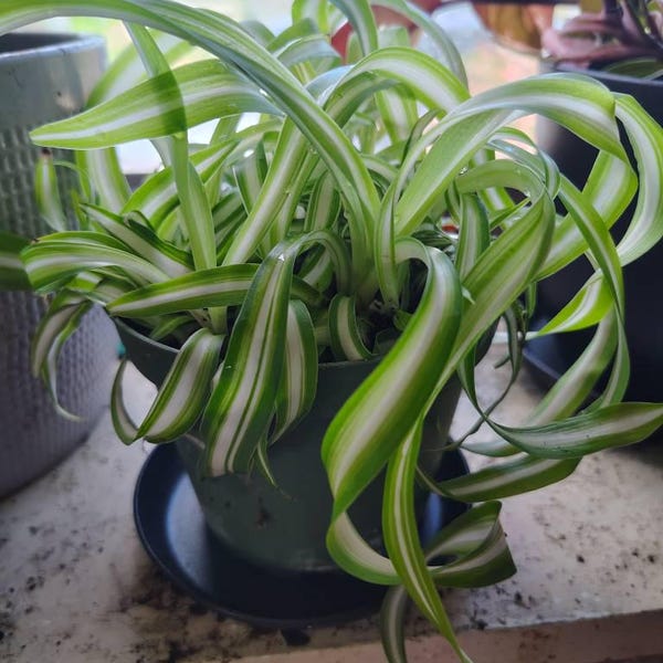 Curly Spider Plant "bonnie", Chlorophytum Comosum, Indoor Plant, Live ...