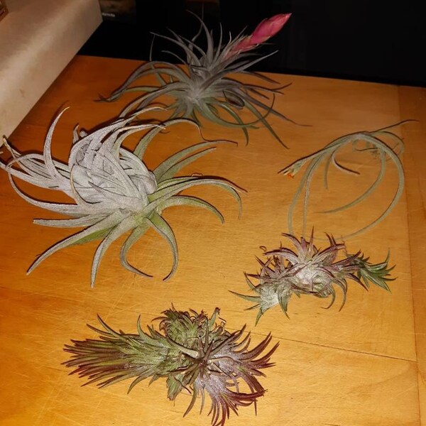 Neglecta Mini Air Plants - Tillandsia, Air Plant, Indoor Plant, House ...