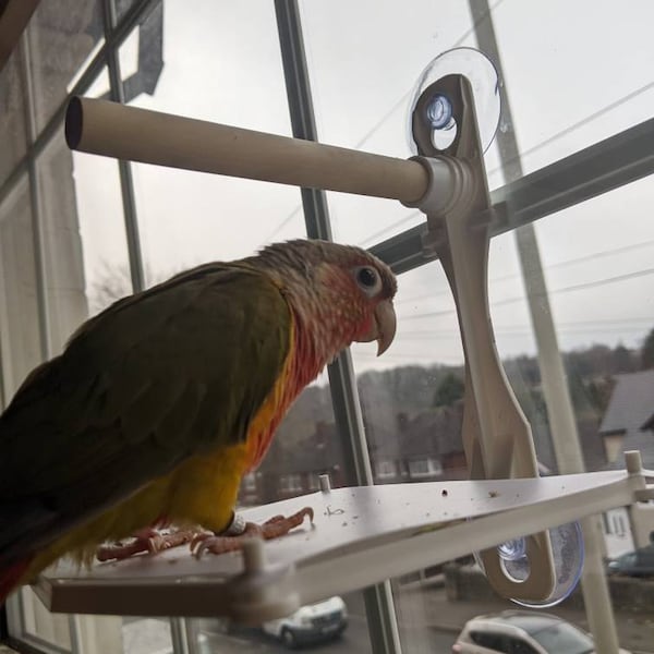 Window Bird Perch Droppings Tray Covers for Our Bird Perch Poo ...