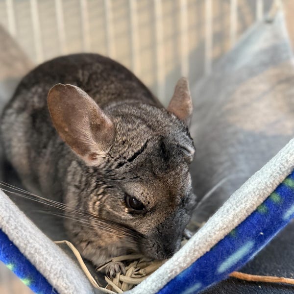 Petal Piñata – Chinchilla / Rat / Degu / Rabbit / Guinea Pig / Hamster ...