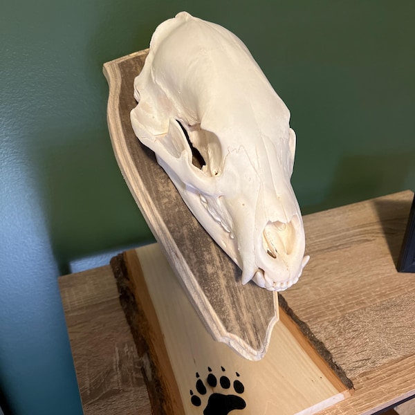 Bear Euro Mount Pedestal - Etsy