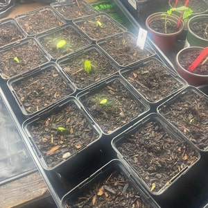 Loofah Seeds/25 Organically Grown Loofah Seeds/loofah/luffa/seed/garden ...