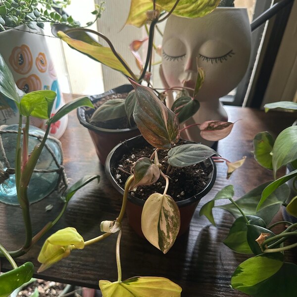 Rare Philodendron Pink Variegated Micans | Aurea Micans in 4'' Pot ...