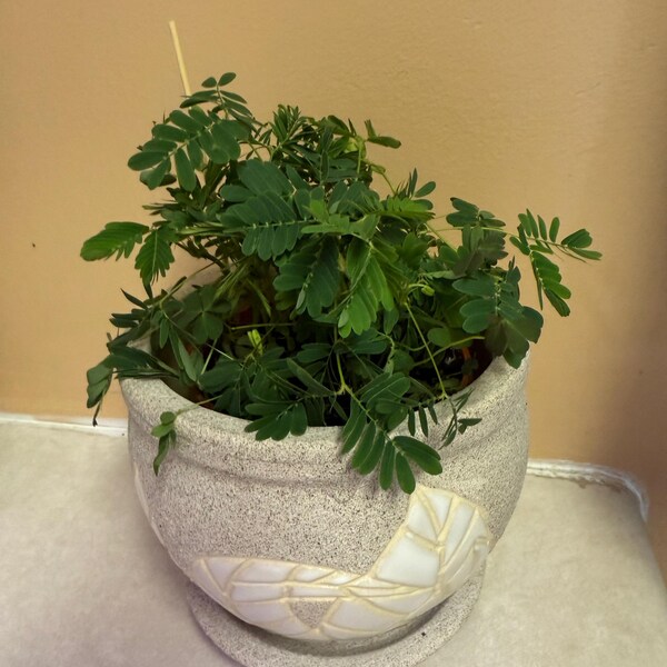 Sensitive Plant | Mimosa Pudica | Rare Plant | Tropical Plant | Live ...