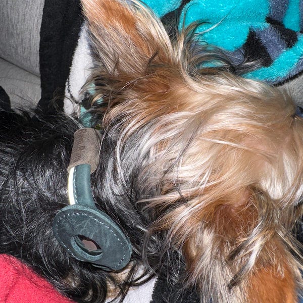 Rolled Leather Dog Collar With AirTag Holder, Reflective Round AirTag ...