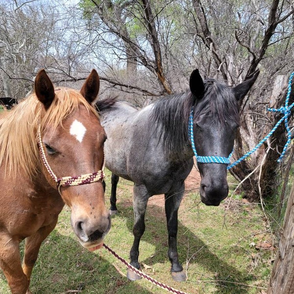 4-knot Rope Halter Only - Assorted Colors - Newborn/foal/mini/yearling ...