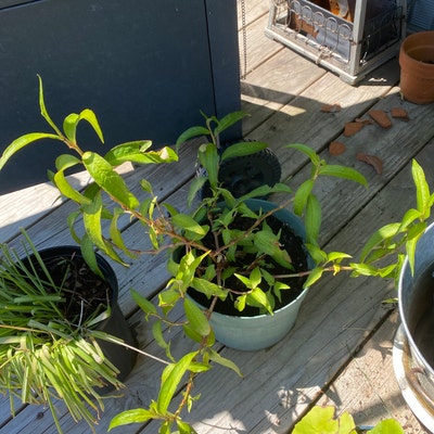 Purple Tree Collards 4 Rooted Plants Perennials - Etsy