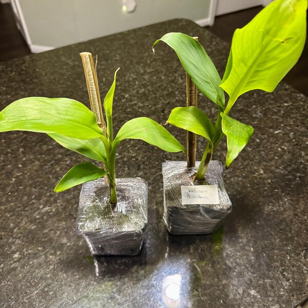 3 Musa ‘poquito’ Banana Tree/ Banana Tree in 4 Inch Cups (one Plant per ...