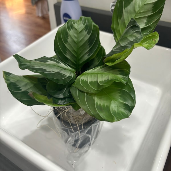 6in Dieffenbachia camille Houseplants Live Plants Indoor Plant - Etsy