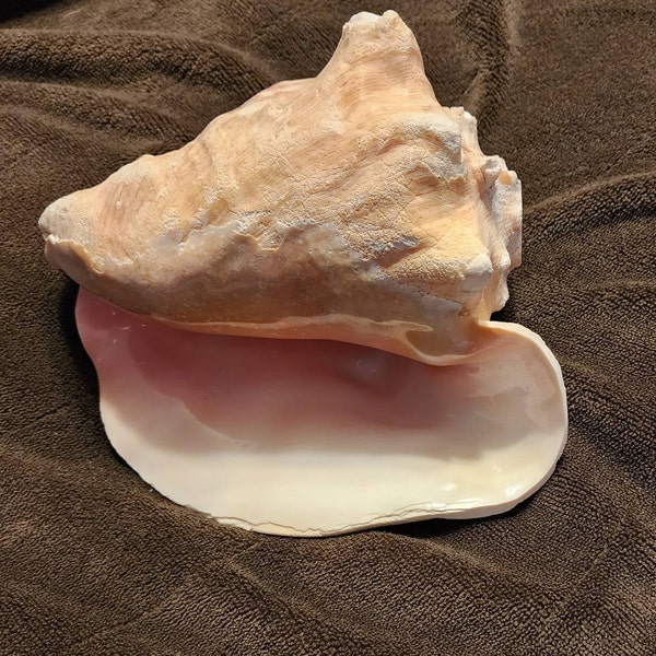 Bahama Pink Queen Conch Shell Horn: Beach Wedding Trumpet (6-7 Inch ...