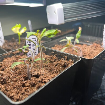 Wando Pea Seeds Heirloom Seeds English Shelling Peas Seeds - Etsy