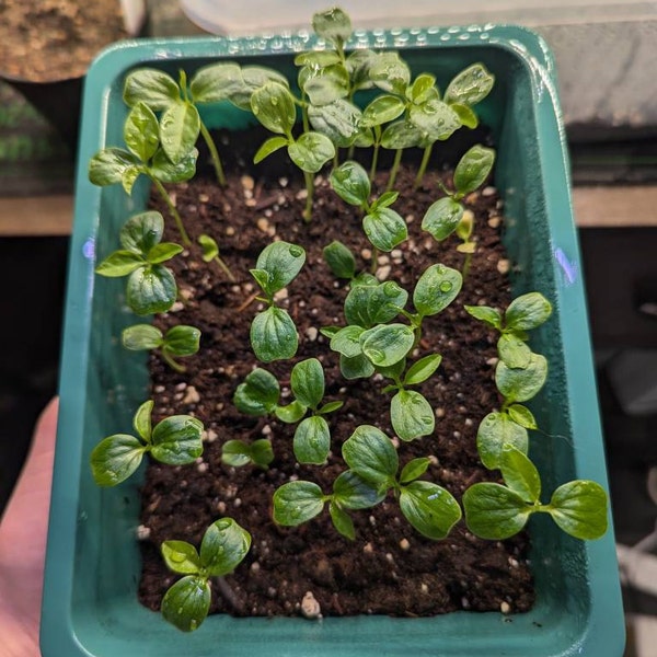 SAMPLE Size/lilikoi SEEDS/3 Types/mix of Purple Lilikoi/yellow Lilikoi ...