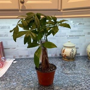 6 ZZ Plant Zamioculcas Zamiifolia Zee Zee Plant Aroid Palm - Etsy