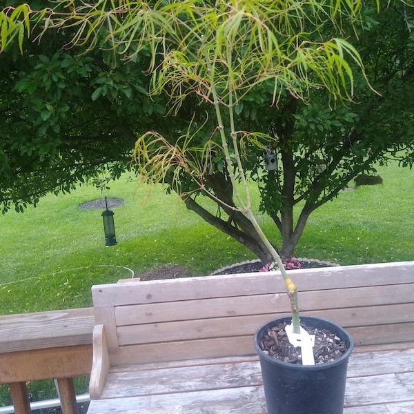 Iris Ensata 'hatsu Kagami' | Pink Japanese Water Iris | Elegant Summer ...