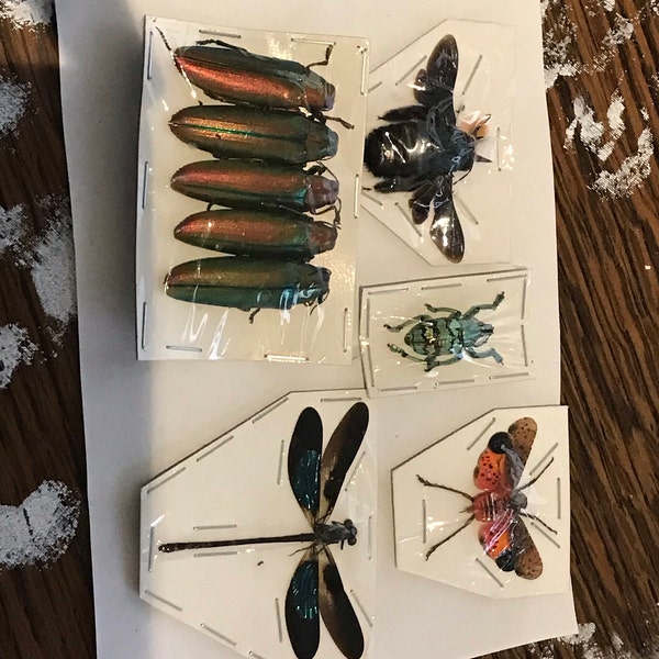 REAL Assorted Bugs and Beetles! Cool Insect Species From Around the ...