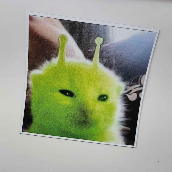 This is Who You're Honking at | Cat Meme Car Bumper Sticker OR Magnet ...