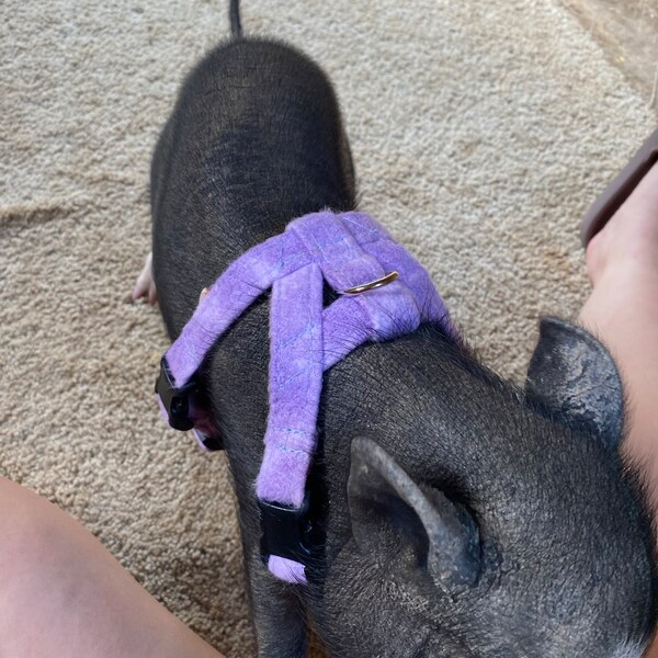 Adjustable Mini Pig Harness - Lilac TD - Etsy
