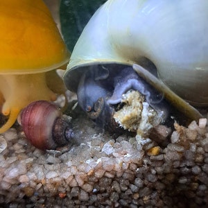 Super Snello 8oz, Aquatic Snail Food, Dehydrated, Snail Jello, Mystery ...