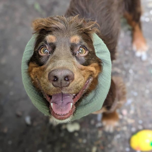 Waterproof Dog Snood | Cocker Spaniel Snood | Basset Hound Snood ...