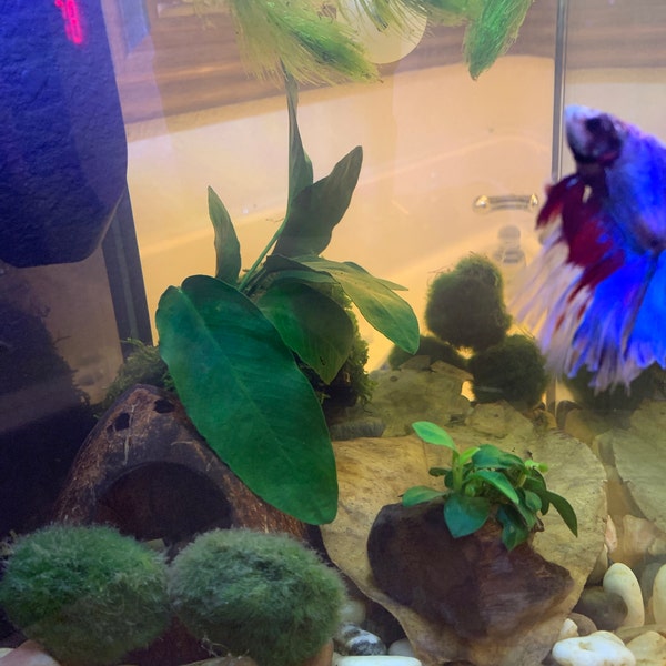 3-hole Coconut Shell Aquarium Cave: Betta, Pleco, Shrimp Hide - Etsy
