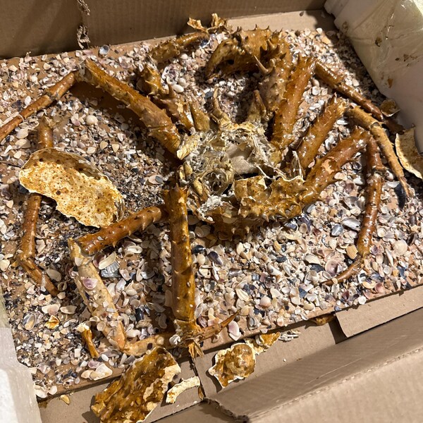 14-15 Inch Real Feathers of European Raven (corvus Corax) - Set of 3 ...