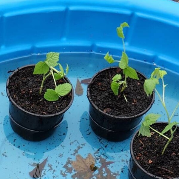 Caroline Raspberry Plants Rubus Idaeus Red Everbearing Raspberry Bush ...