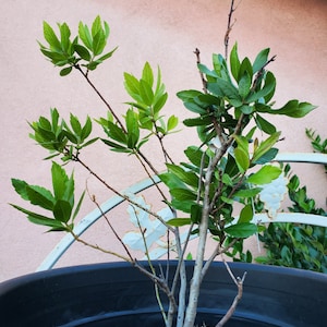 Bayberry Bush (pack of 2), Myrica Pensylvanica, Deciduous Shrub ...
