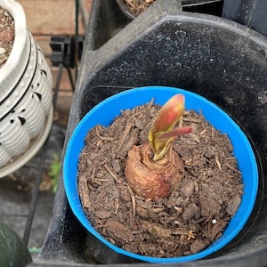 10 Rare Slipper Flower Fascination Flower Seeds EW91001-7 - Etsy